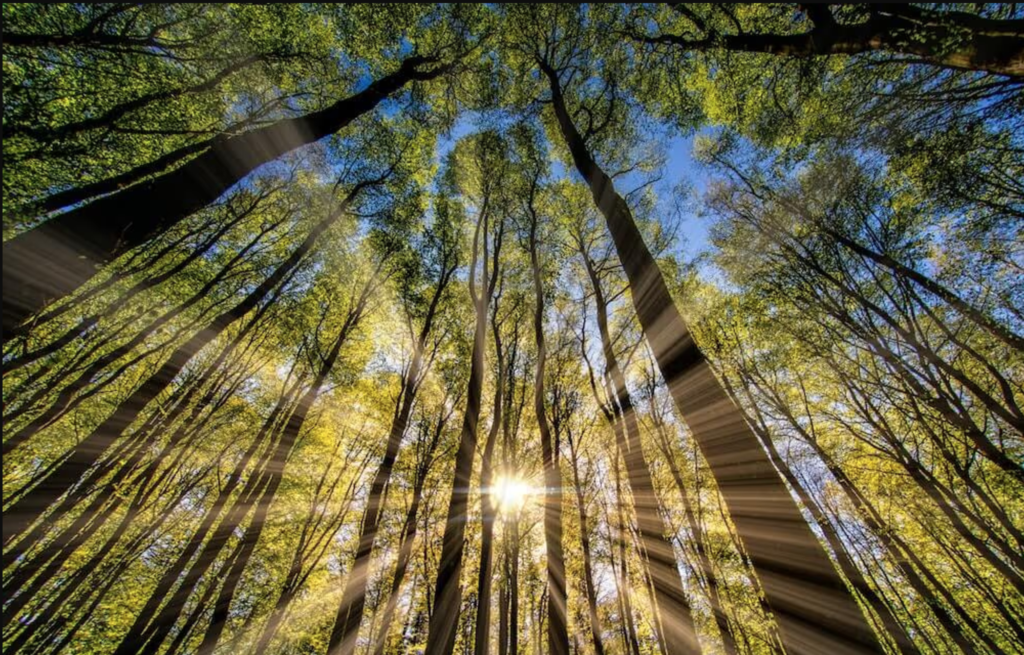 20 Untranslatable Nature Words That Capture the Magic of the Outdoors ...