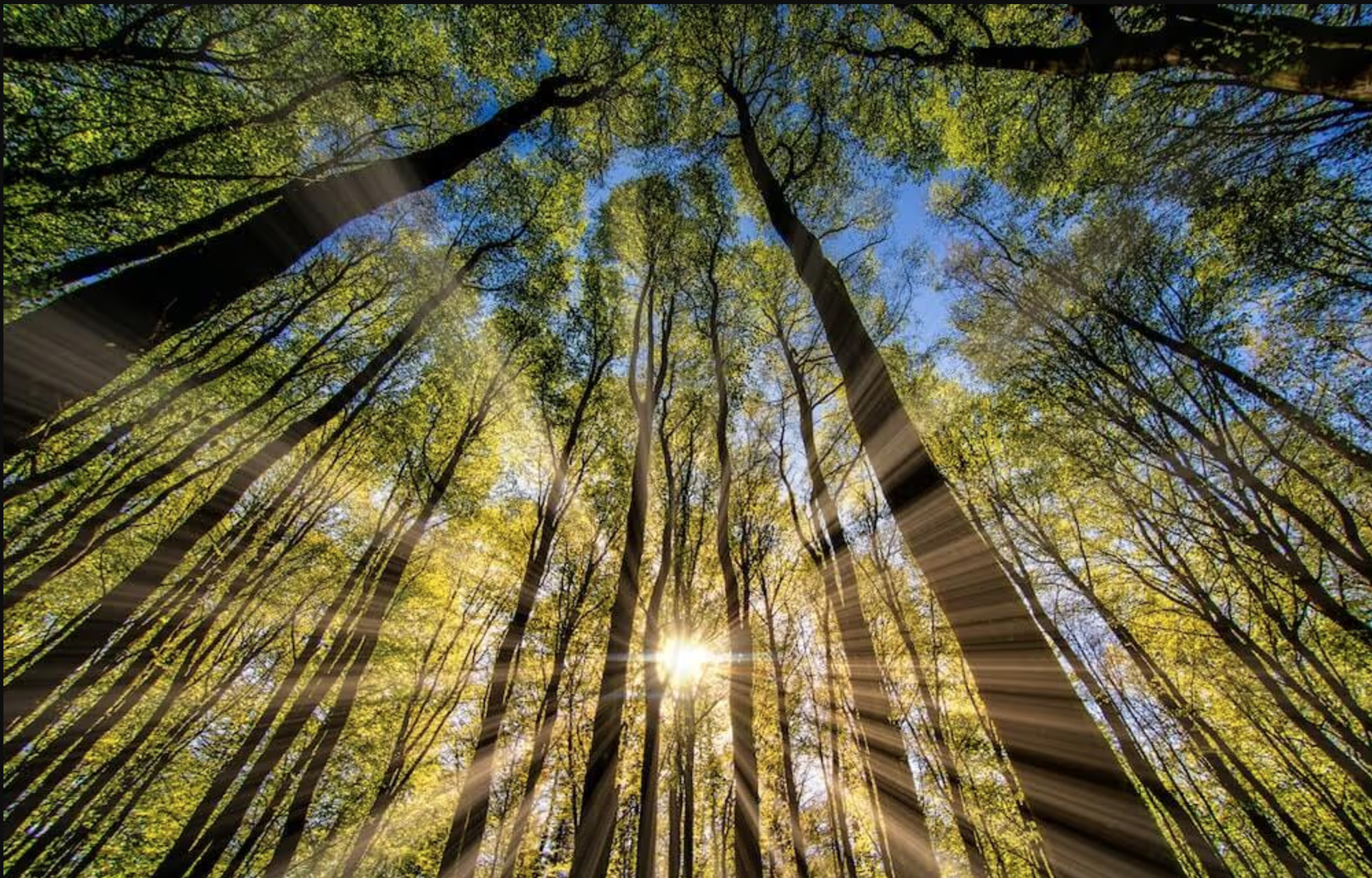 20 Untranslatable Nature Words That Capture the Magic of the Outdoors ...